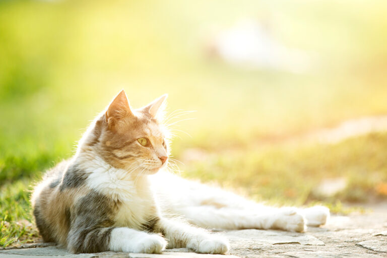 Understanding Cat Heat Stroke and How to Prevent It | Montgomery ...