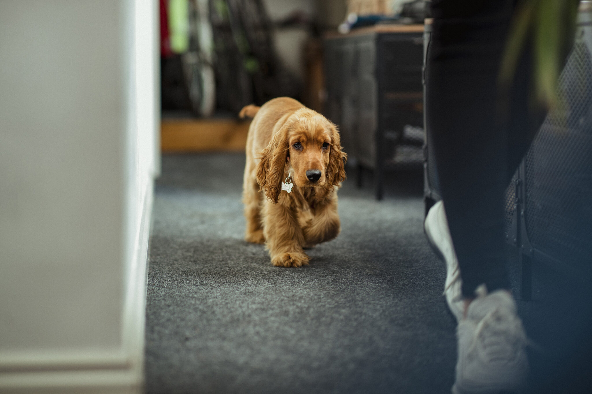 Loyal Companions: Why Your Dog Follows You Everywhere - Montgomery ...